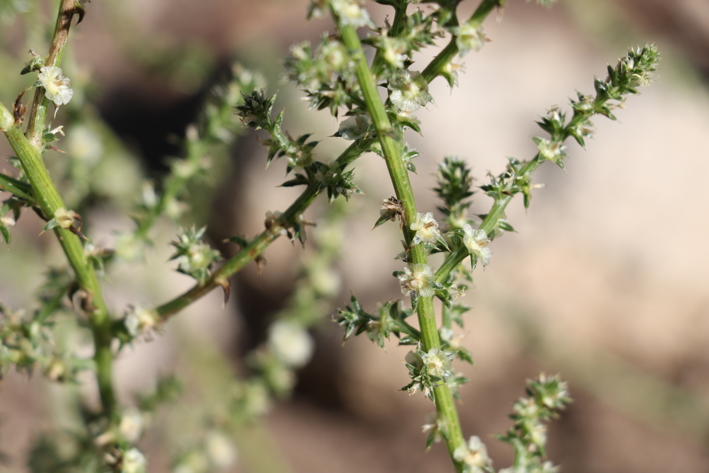 Southern Russian Thistle from Broadmere Rd, Broadmere QLD 4420 ...