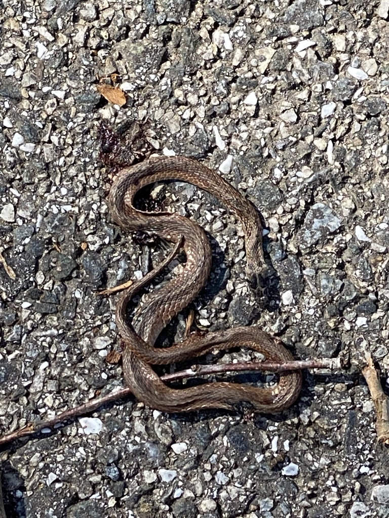 Dekay's Brownsnake from Wildlife Loop Rd, Odenton, MD, US on March 21 ...