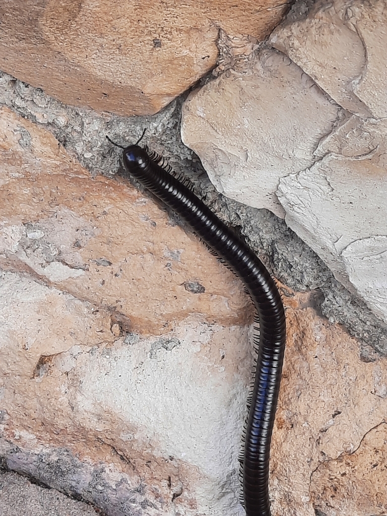Round-backed Millipedes from כיכר מצפה נבו, Ma'ale Adumim on March 13 ...