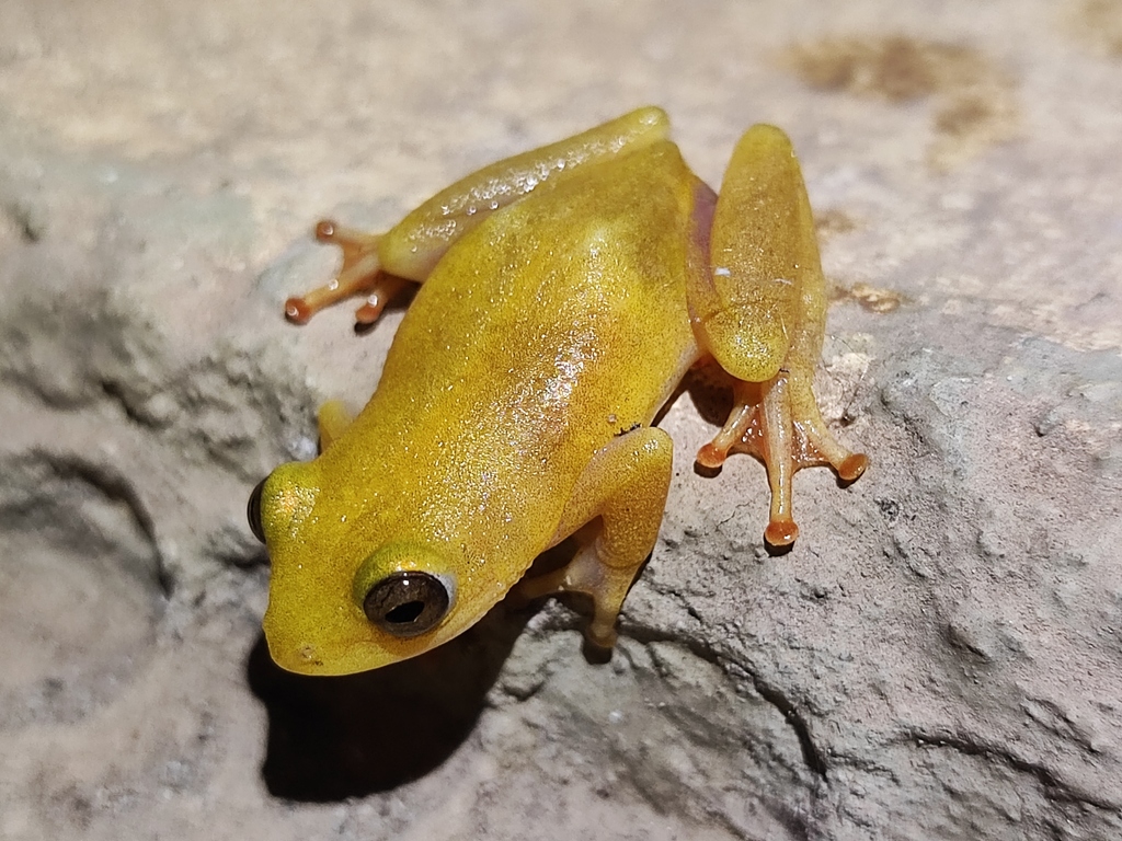 Variable Reed Frog from Konia village, Liberia on March 12, 2022 at 08: ...