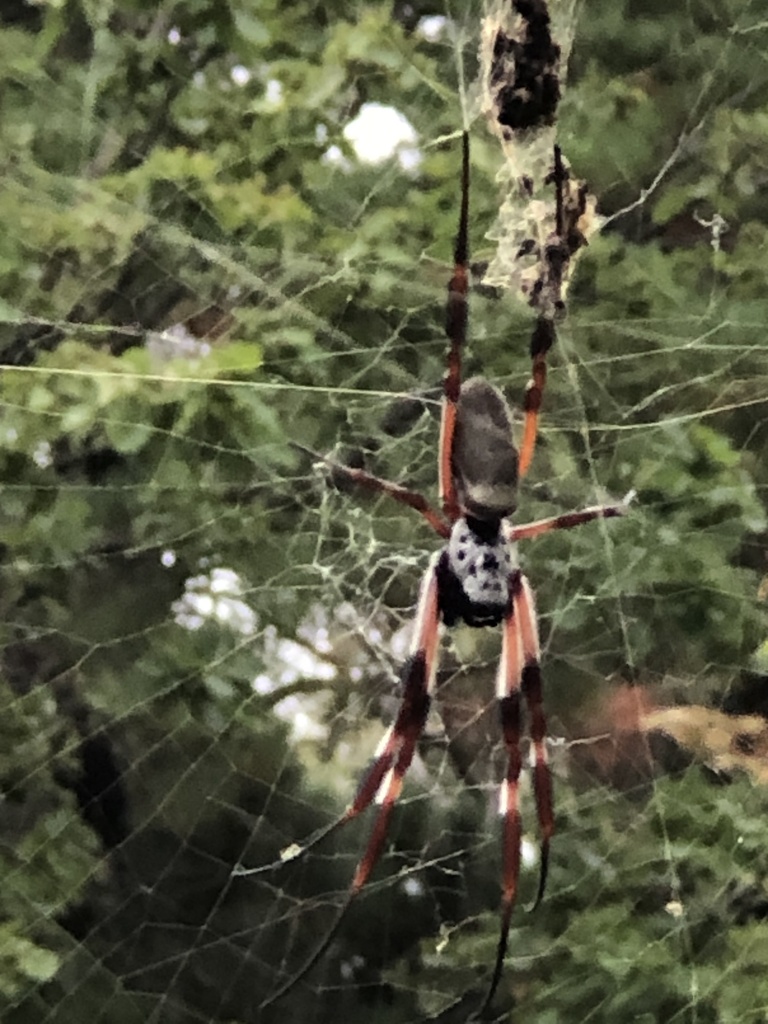 Australian Golden Orbweaver from Malvern Valley Golf Course, Malvern ...