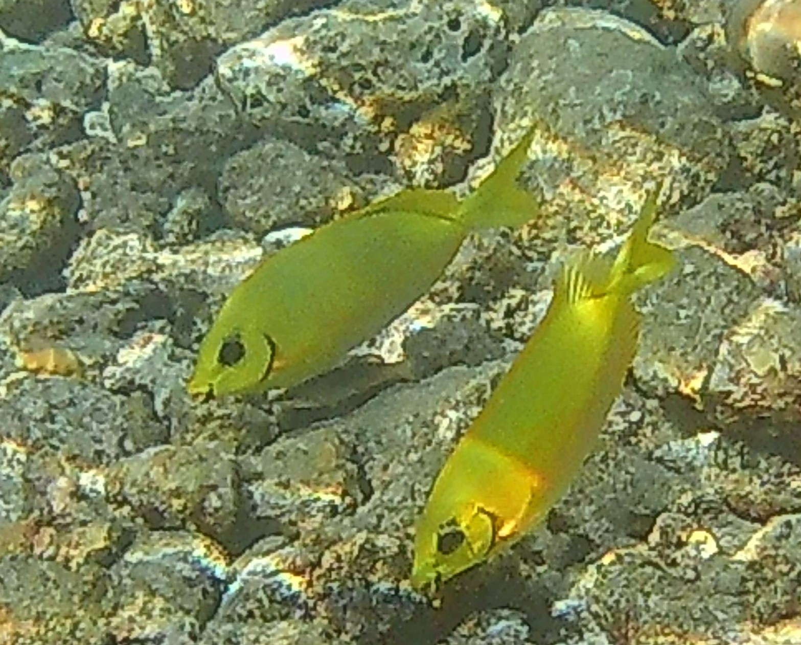 Siganus puelloides Woodland & Randall, 1979