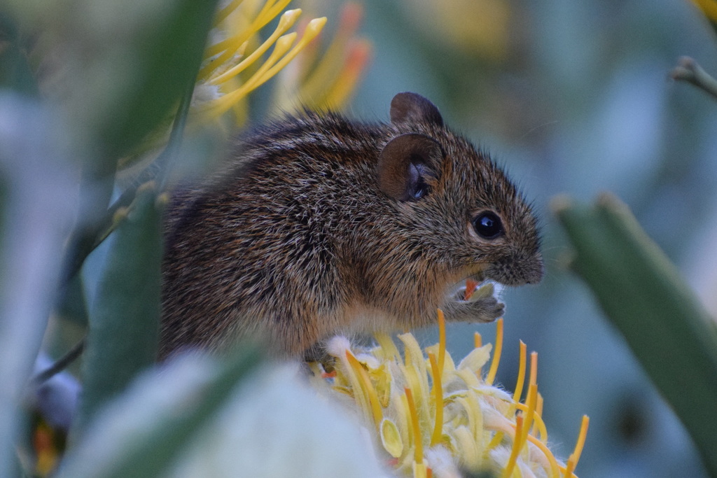 Murines (Murinae) - Know Your Mammals