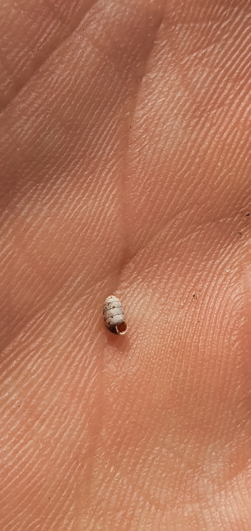 Pupilla muscorum (Linnaeus, 1758)