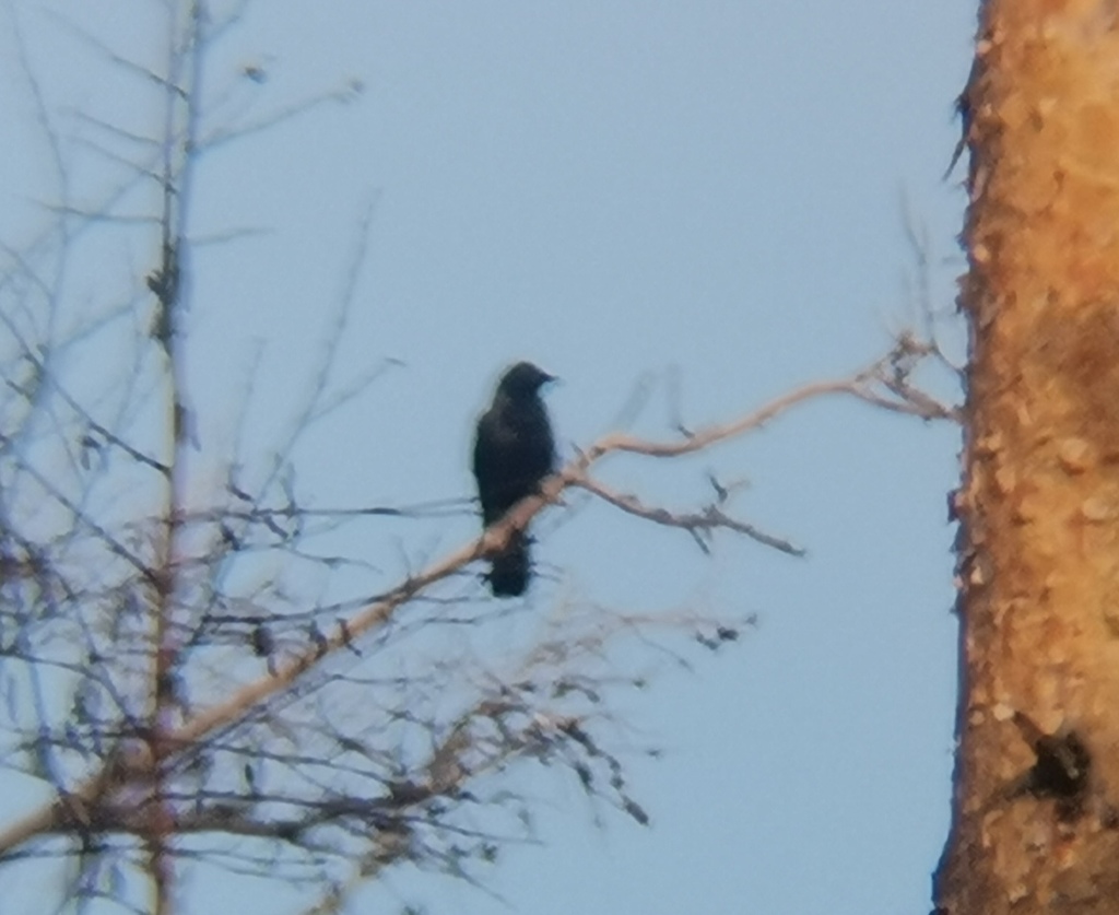 Hooded × Carrion Crow from Братск, Иркутская обл., Россия on March 22 ...