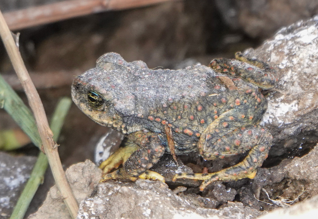 Warty Toad from San Gabriel, San José de Maipo, Santiago, CL on March ...