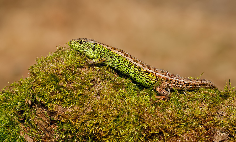 Sand Lizard from Roermond, NL-LI, NL on April 07, 2011 by Paul Cools ...
