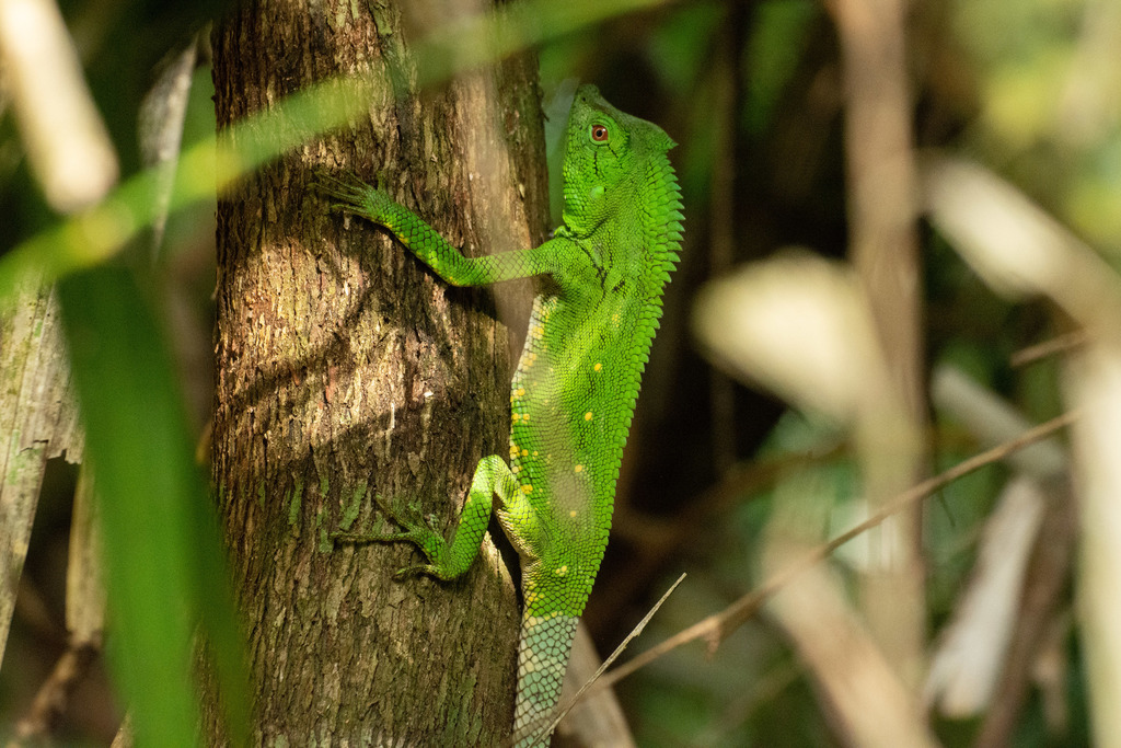 Abbott’s Anglehead Lizard in March 2022 by Vatcharavee Sriprasertsil ...