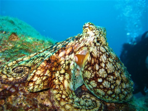 Hubb's Octopus (Octopus hubbsorum) · iNaturalist