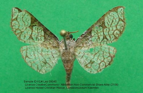 Rhodoneura zophocrana · iNaturalist