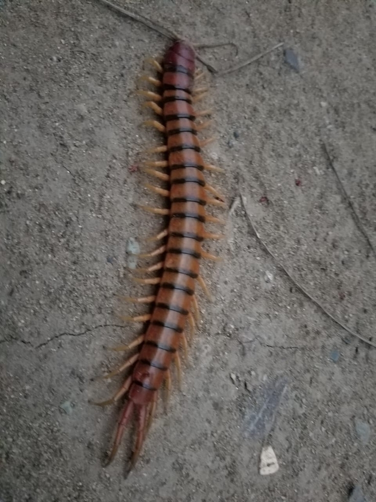 Caribbean Giant Centipede from Barrio Cienfuegos, Santiago De Los ...