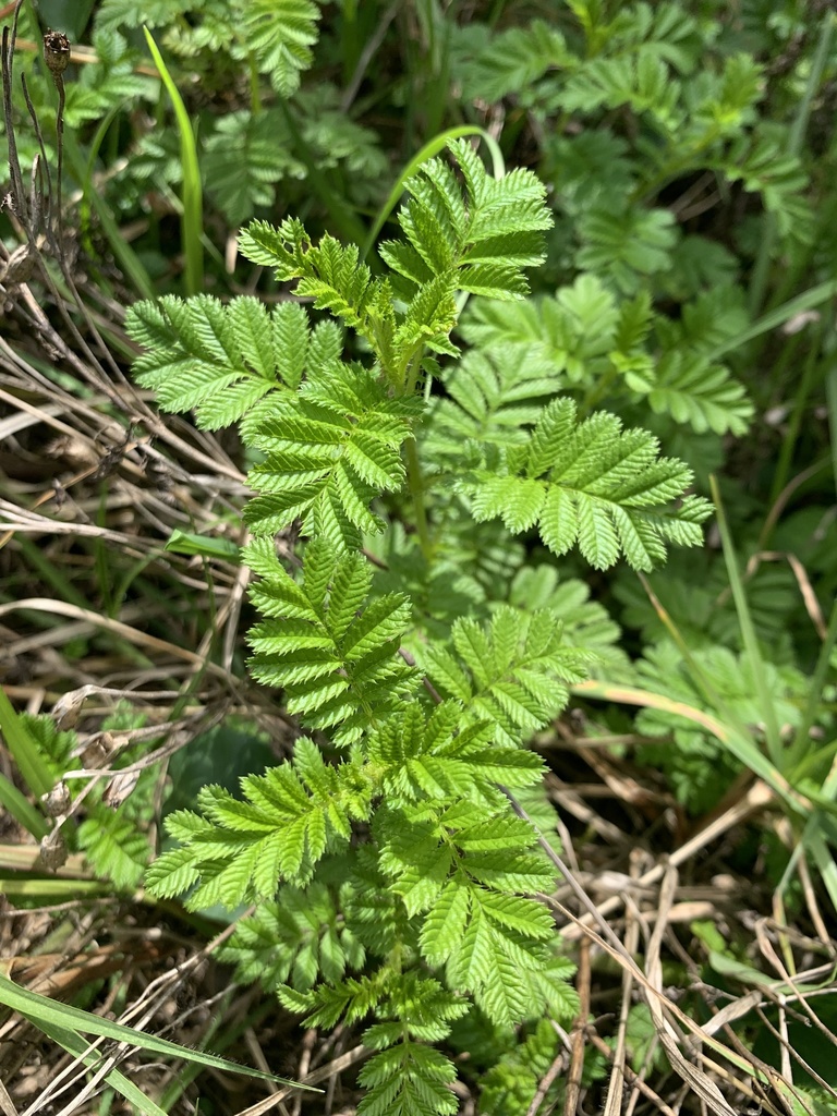 Bidibid from Suesca, Cundinamarca, CO on March 16, 2022 at 10:45 AM by ...