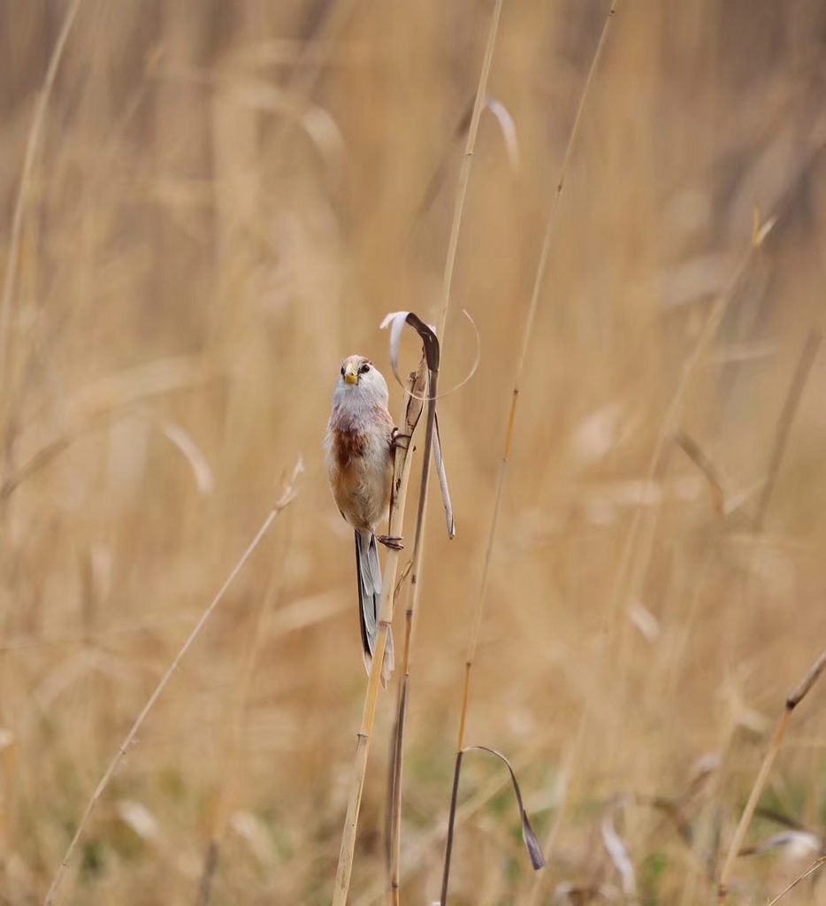 Reed Parrotbill in March 2022 by tomatoto. 2020 4 · iNaturalist