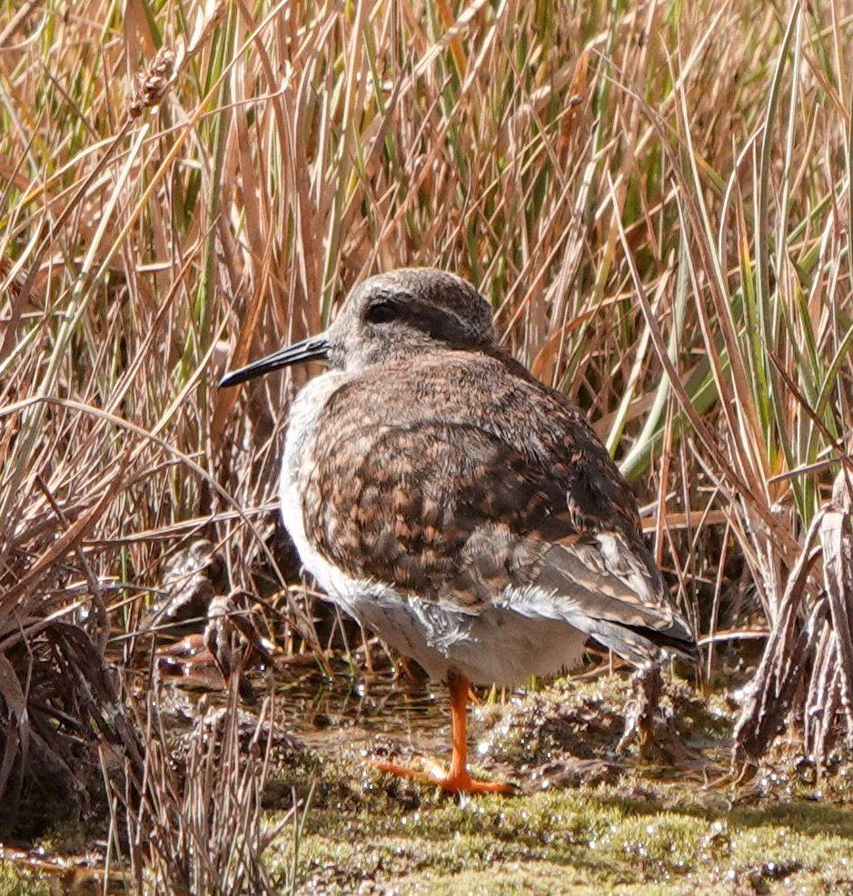 Diademed Sandpiper-Plover in March 2022 by nmoorhatch. Juvenile bird ...