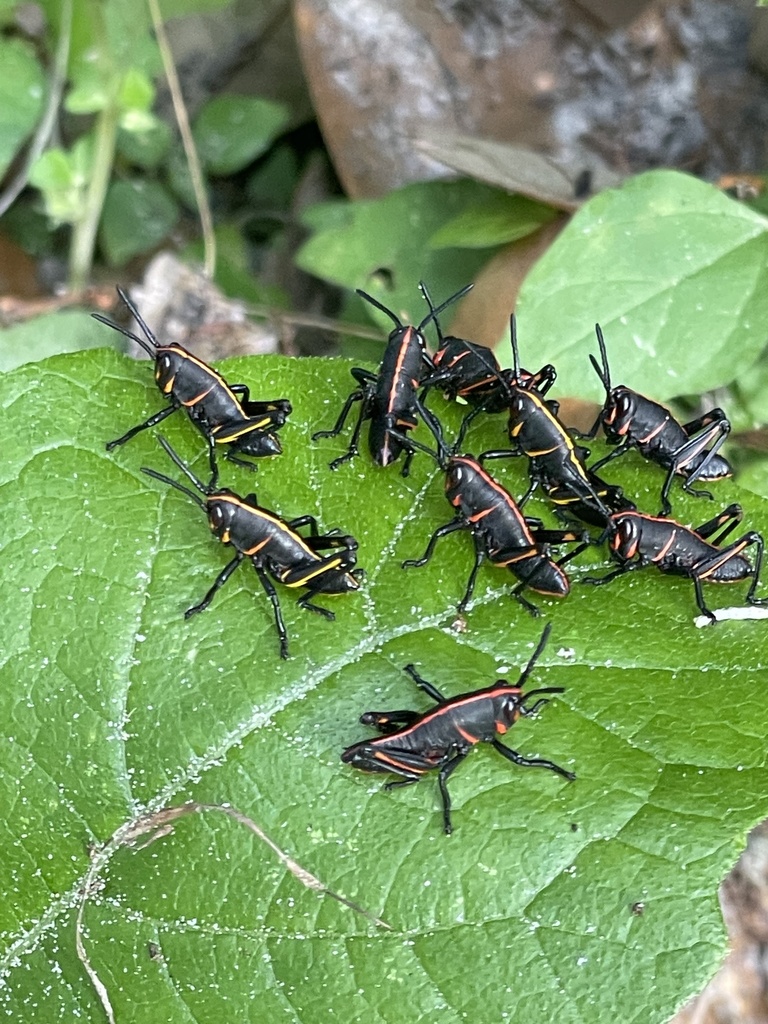 Eastern Lubber Grasshopper from Mount Dora, FL, US on March 22, 2022 at ...