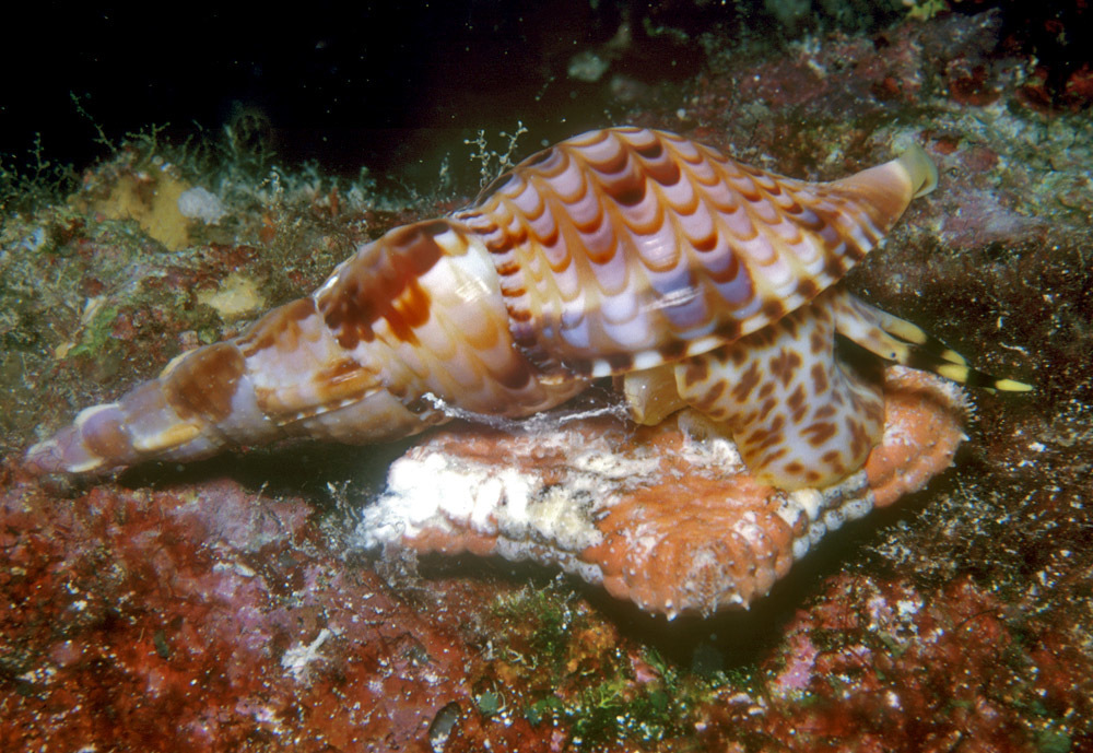 Giant Triton Snail from Kwajalein Atoll, RMI on June 14, 1991 by uwkwaj ...