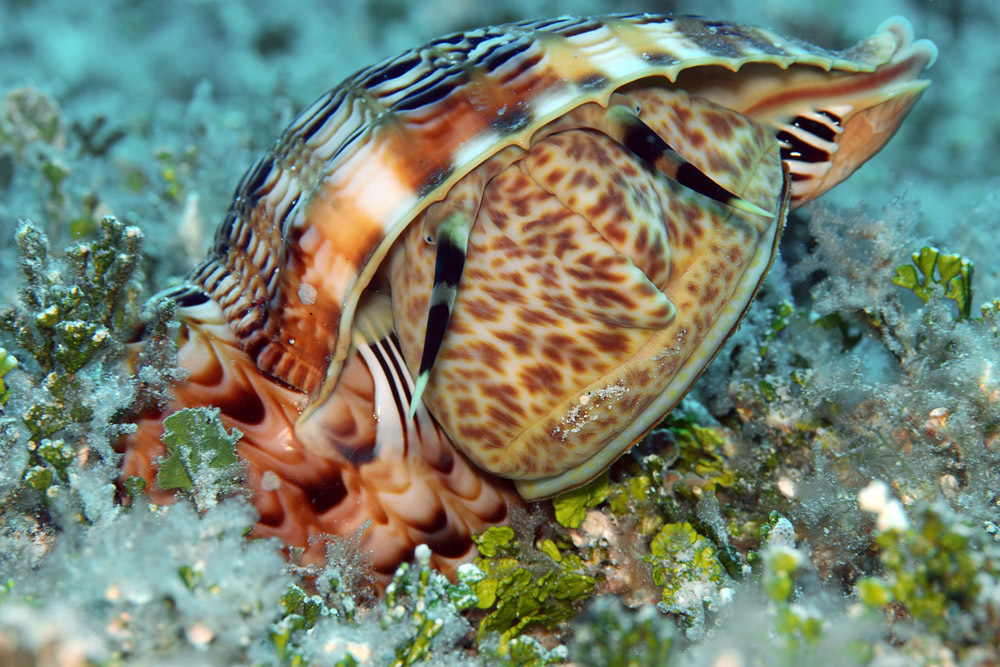 Giant Triton Snail from Kwajalein Atoll, RMI on April 4, 2011 by uwkwaj ...