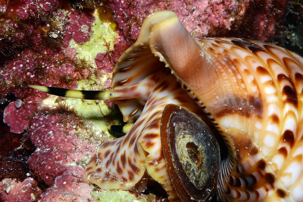Giant Triton Snail from Kwajalein Atoll, RMI on December 21, 2015 by ...