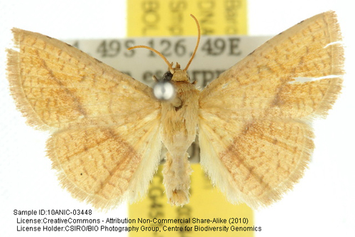 Striglina meridiana · iNaturalist