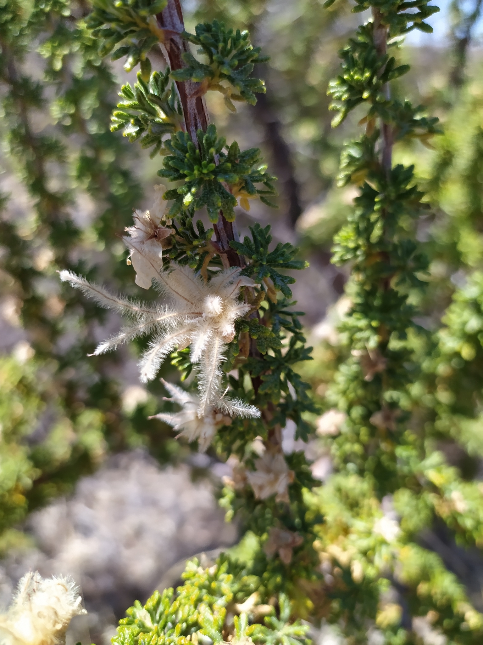 Purshia mexicana (D.Don) S.L.Welsh