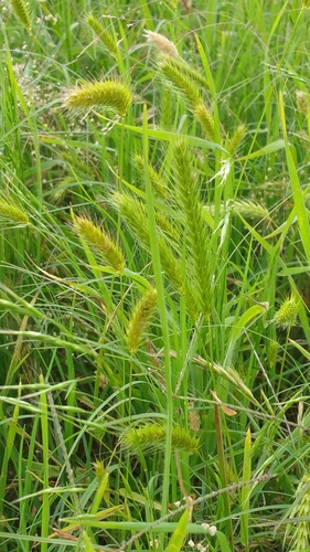 little barley (Nash Prairie Plants List) · iNaturalist