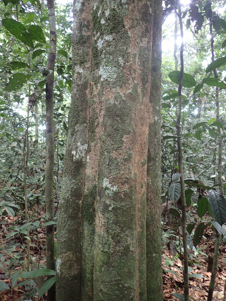 Donella pruniformis from Walikale, Democratic Republic of the Congo on ...
