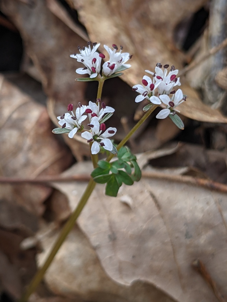 harbinger of spring in March 2022 by Nate Martineau · iNaturalist