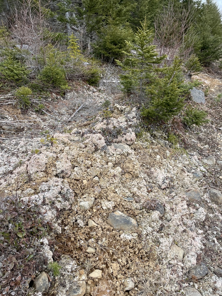 Pink Earth Lichen from West Hants, NS, CA on March 22, 2022 at 11:24 AM ...