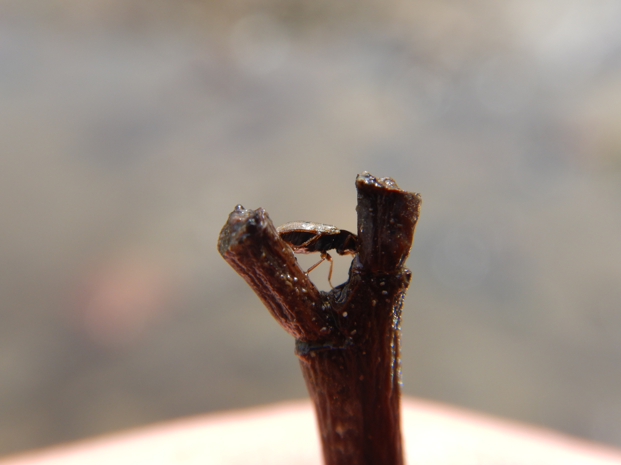 Helophoridae