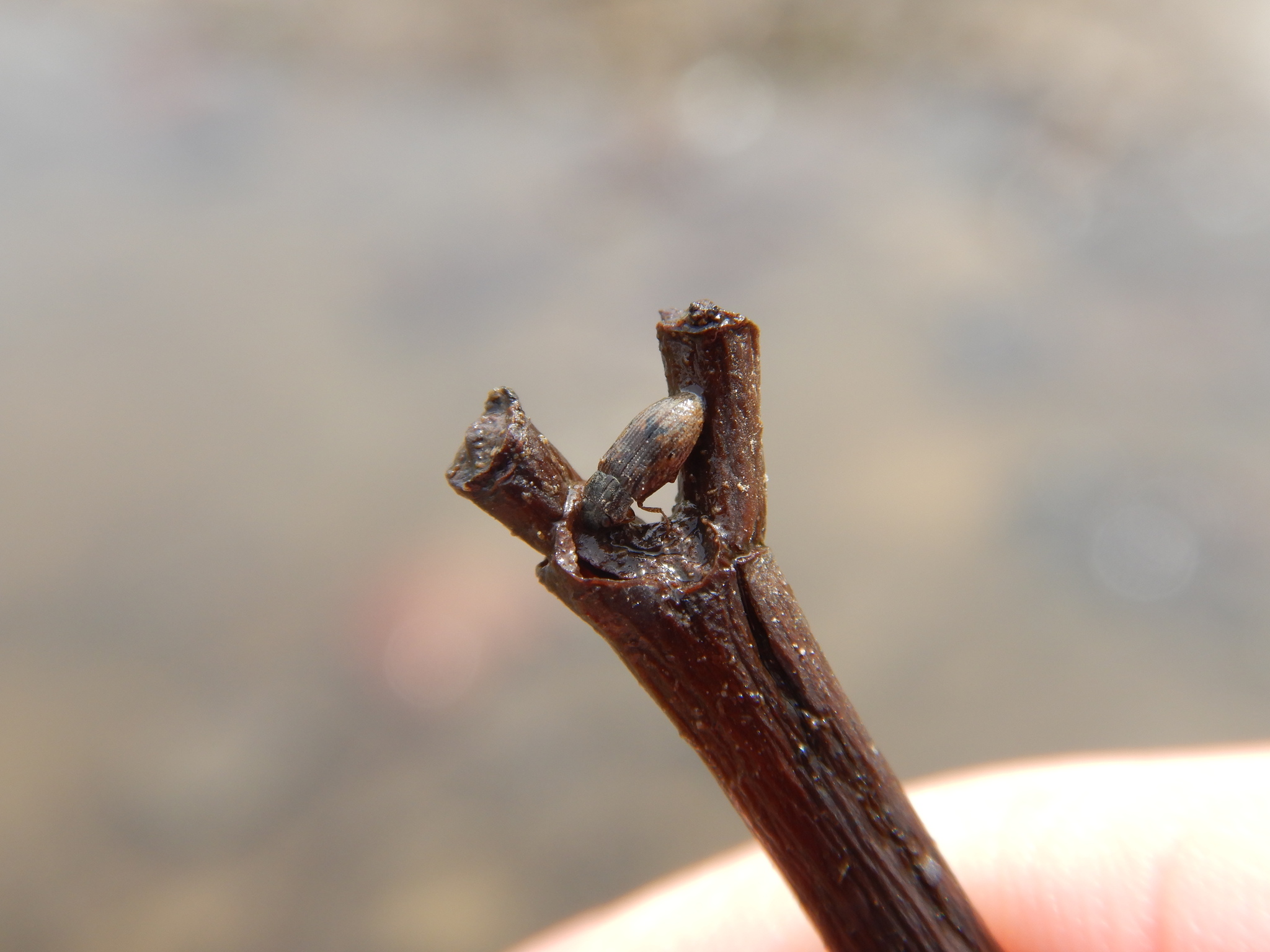 Helophoridae