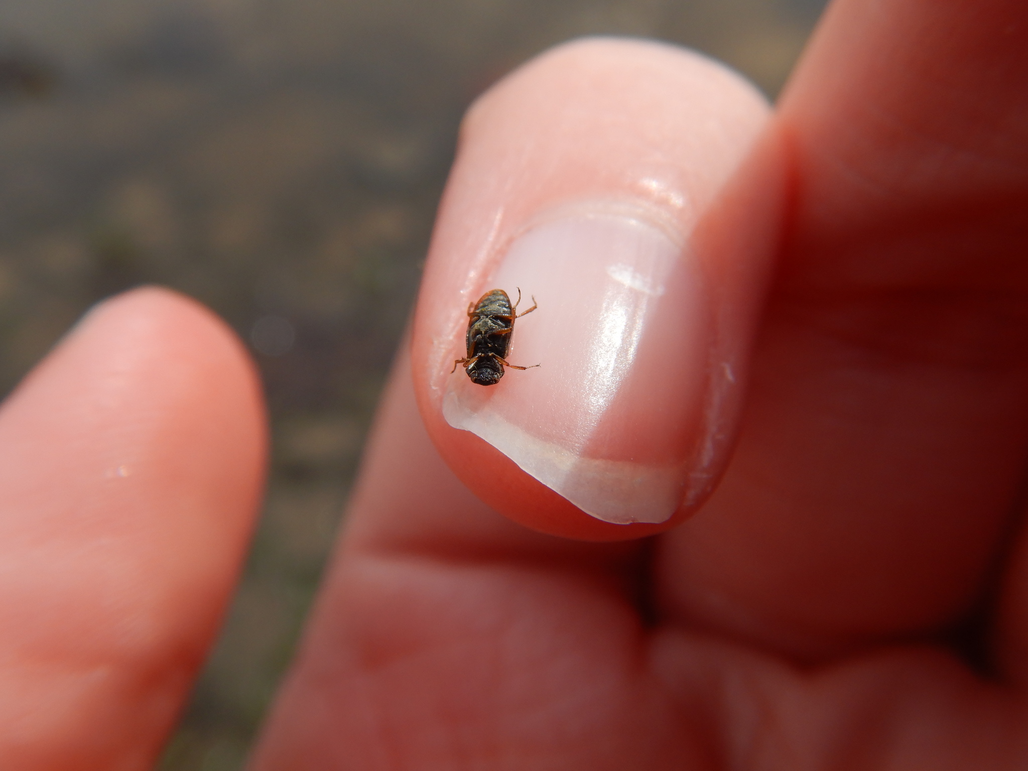 Helophoridae