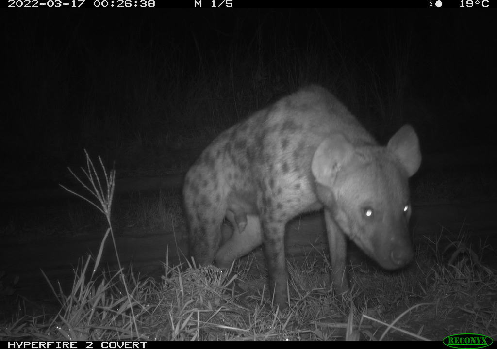 Spotted Hyena from Mbomo, Republic of the Congo on March 17, 2022 at 12 ...