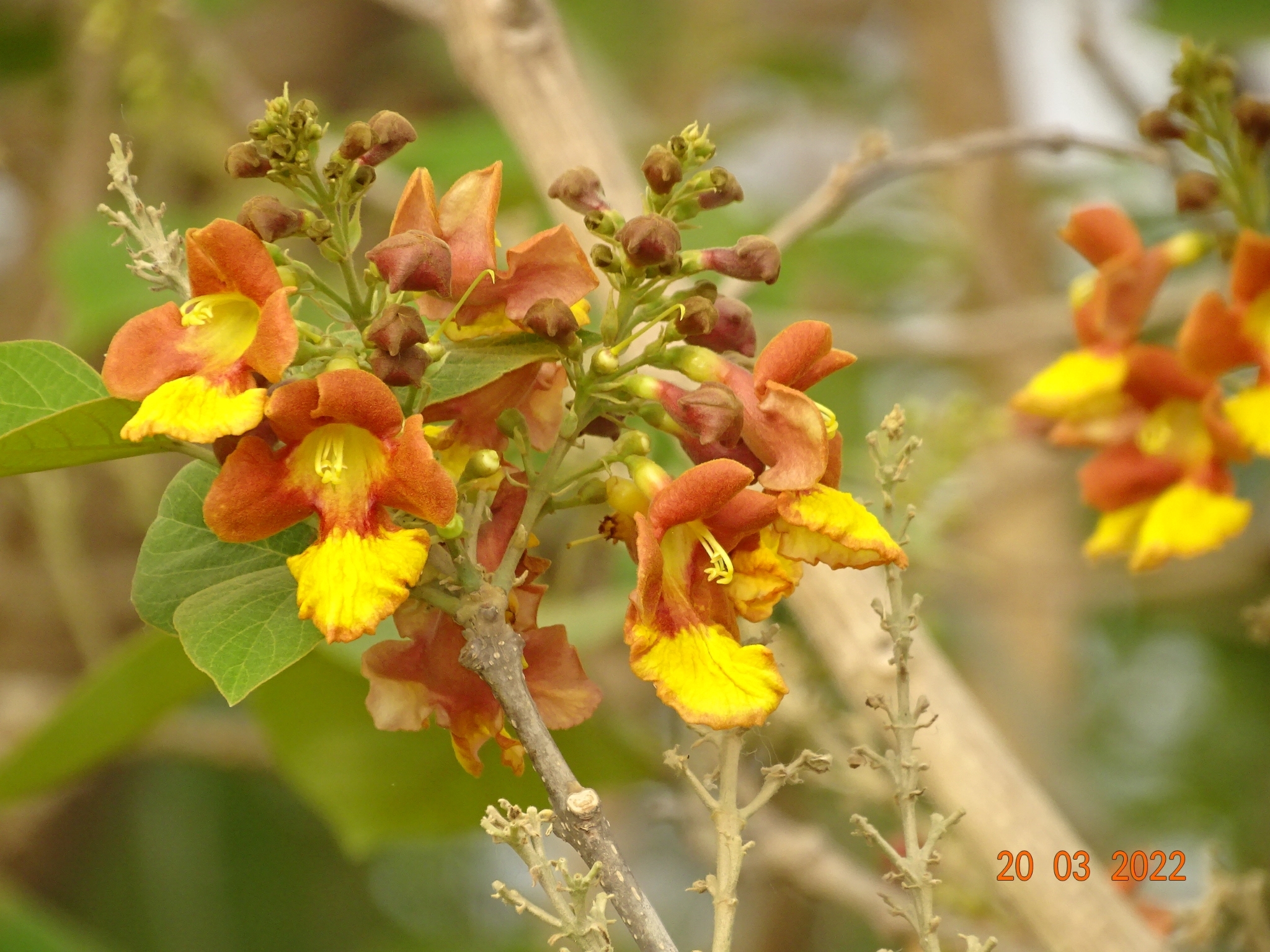 Gmelina arborea Roxb. ex Sm.