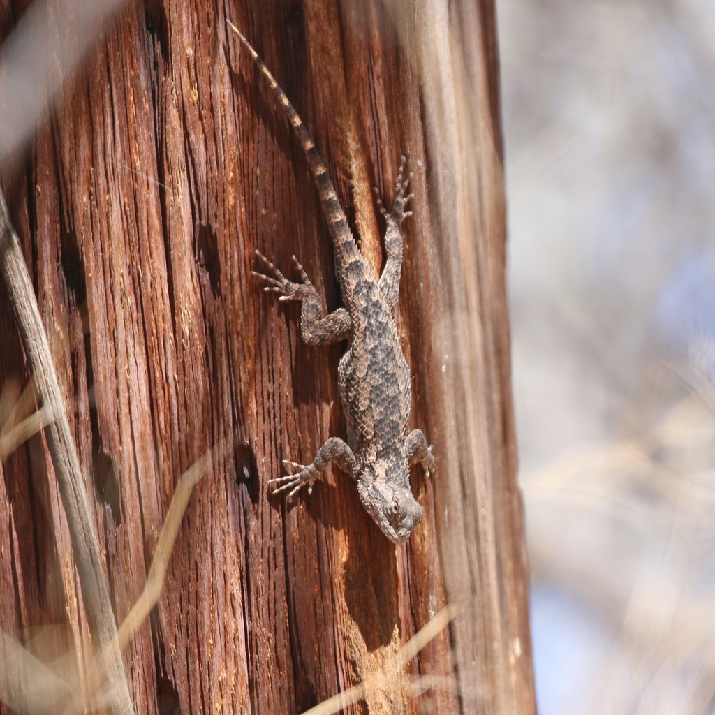 Clark's Spiny Lizard from Carmen, Tumacacori-Carmen, AZ, USA on March ...