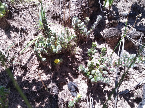 Portulaca goiasensis · iNaturalist