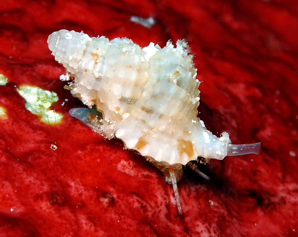 Distorsomina pusilla (Pease, 1861)