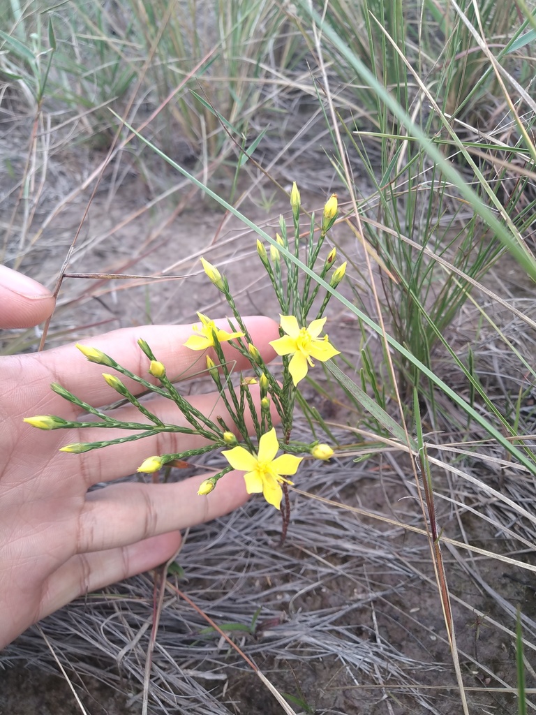 Chaetostoma flavum from Alto Paraíso de Goiás - GO, 73770-000, Brasil ...