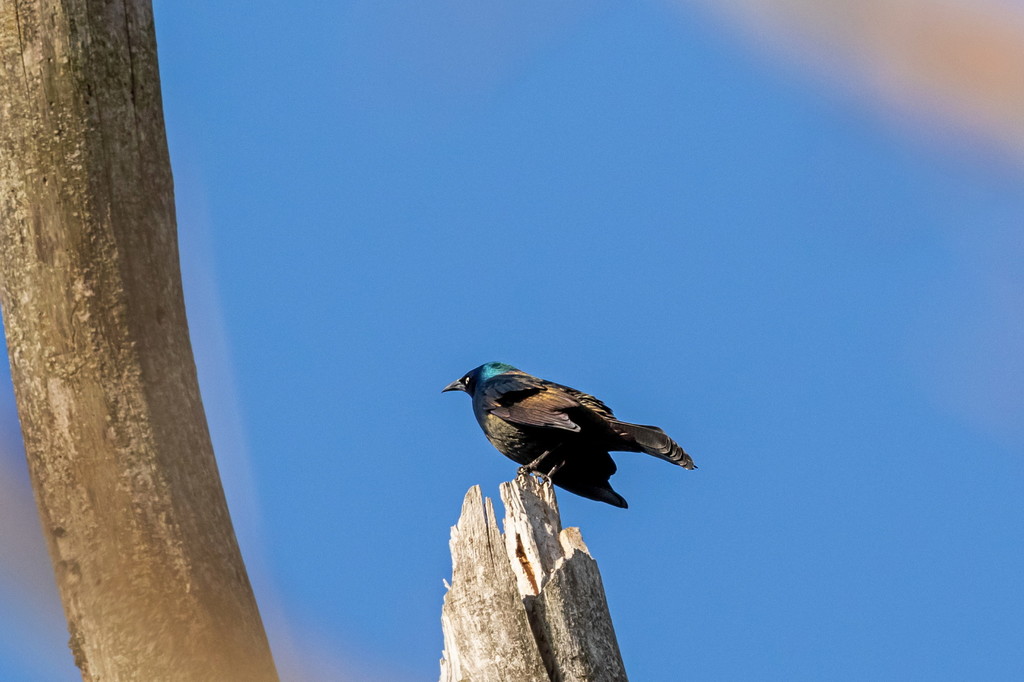 Common Grackle from Greene County, OH, USA on March 05, 2022 at 10:33 ...