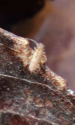 Homidia socia from Van Patten Woods FP, Lake County, IL, USA on March ...