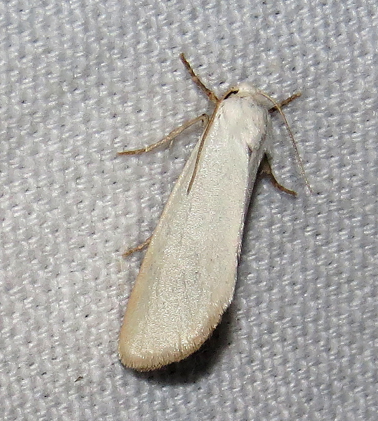 Bogus Yucca Moths from Sedona, AZ 86336, USA on May 06, 2019 at 11:15 ...