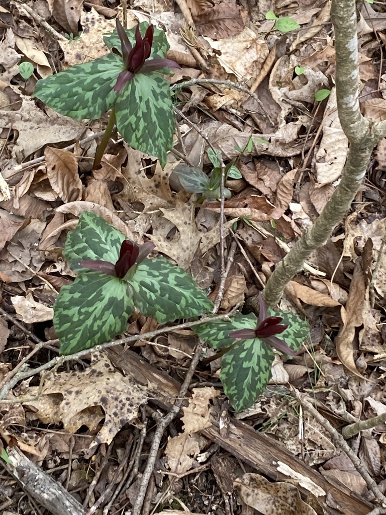 Little Sweet Betsy from Barfield Crescent park, Murfreesboro, TN, US on ...