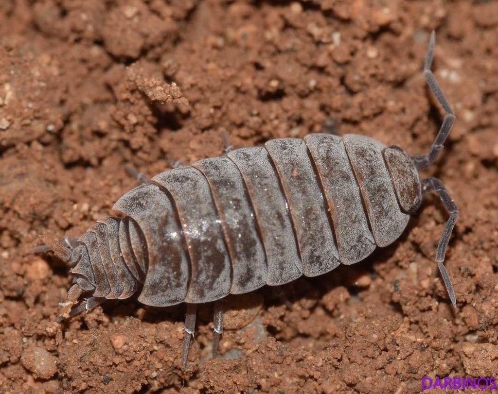 Powder Blue Isopod from Σαλαμίνα 189 00, Ελλάδα by Ιωαννης Μαρνιερακις ...