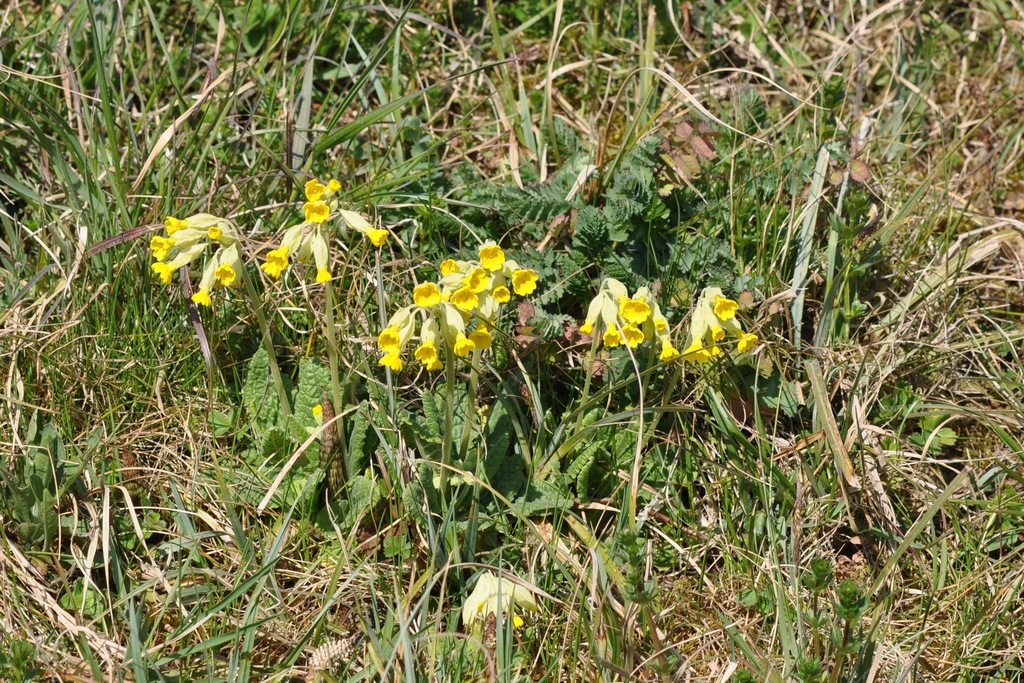 Cowslip from Horw, Schweiz on March 22, 2022 at 02:39 PM by Annette ...