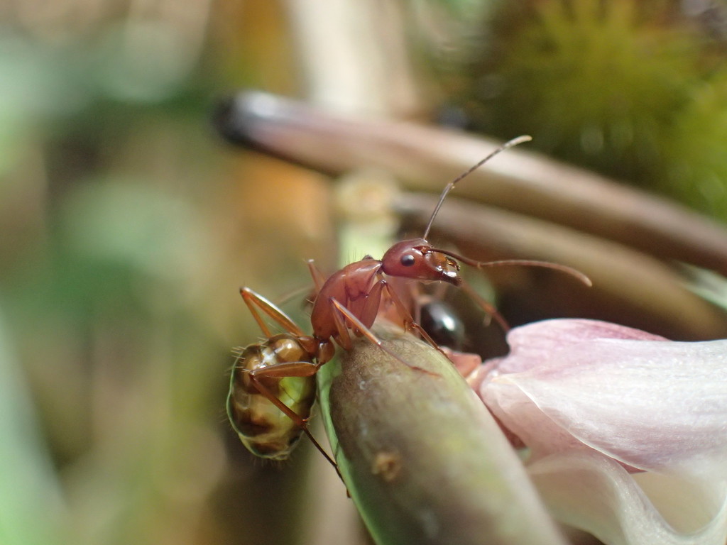 Carpenter and Sugar Ants from Walikale, Democratic Republic of the ...