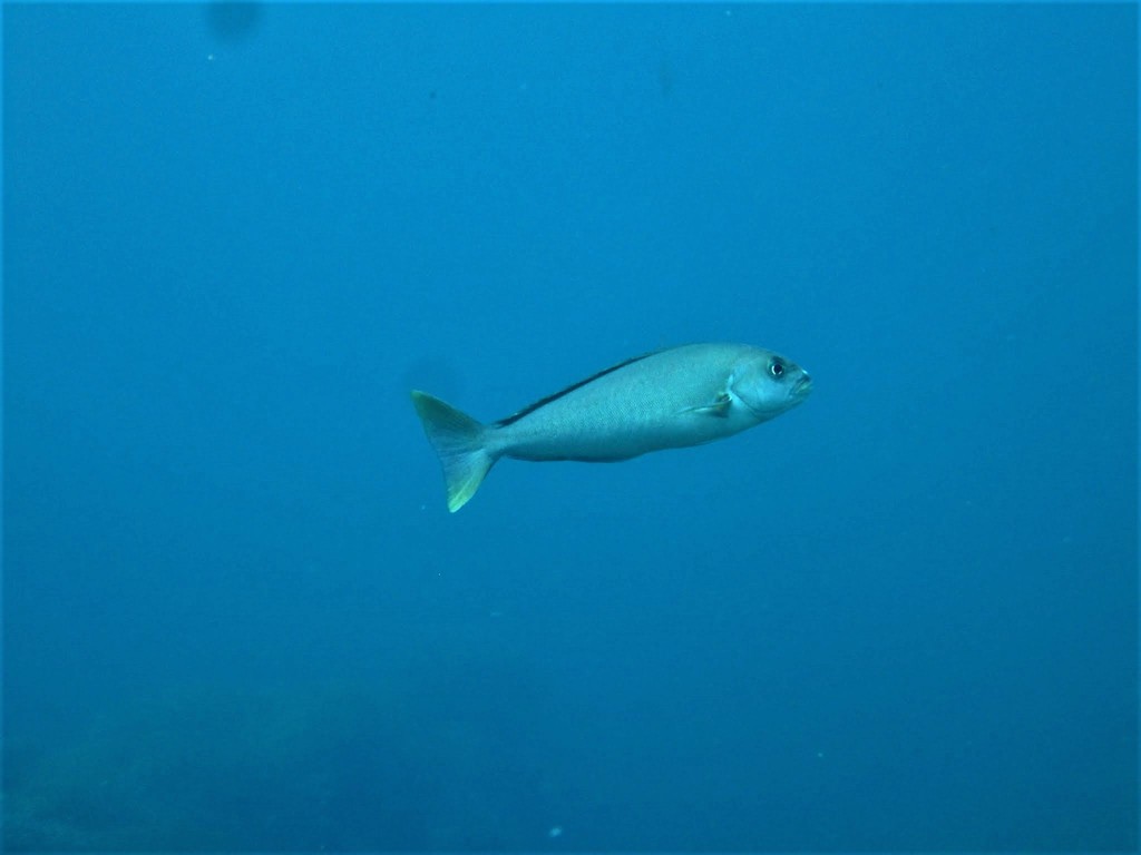 Ocean Whitefish (Caulolatilus princeps) - Marine Life Identification