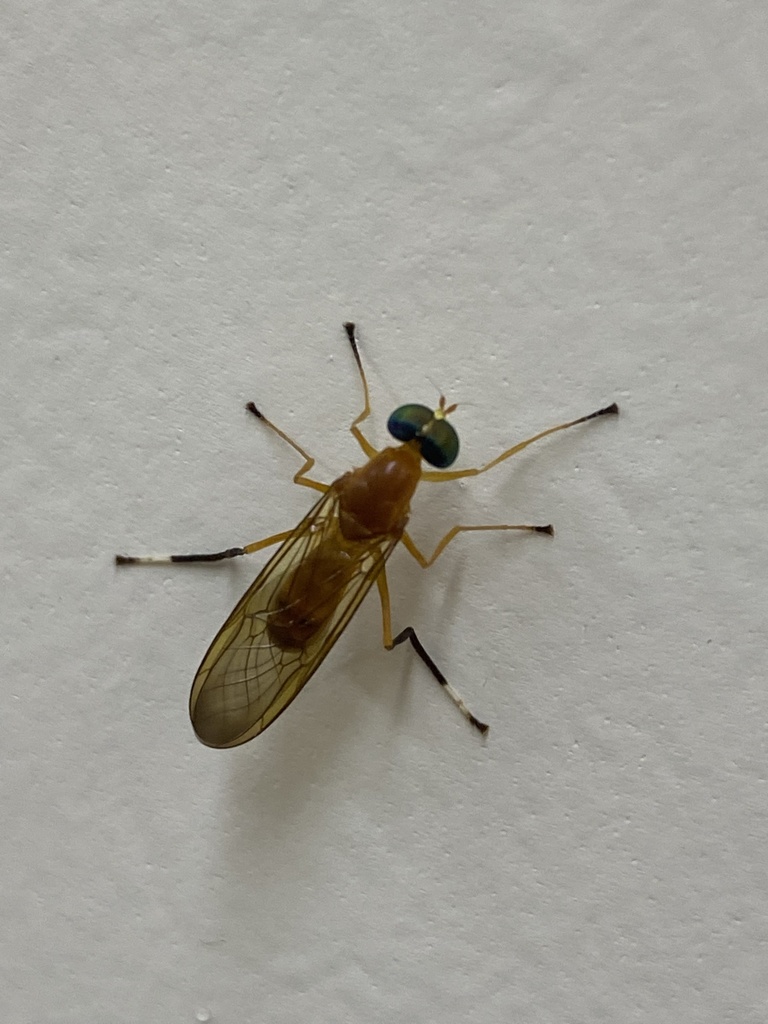 Ptecticus testaceus from Hospital Yutaka Takeda, Parauapebas, PA, BR on ...