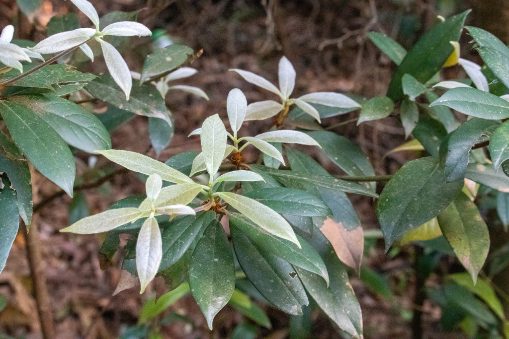 beech family from Lantau Island, Hong Kong on March 19, 2022 at 05:00 ...