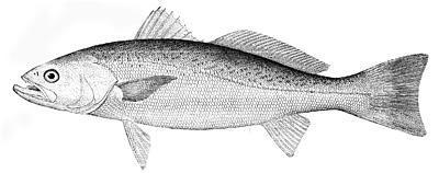 Weakfishes (Cynoscion) - Marine Life Identification