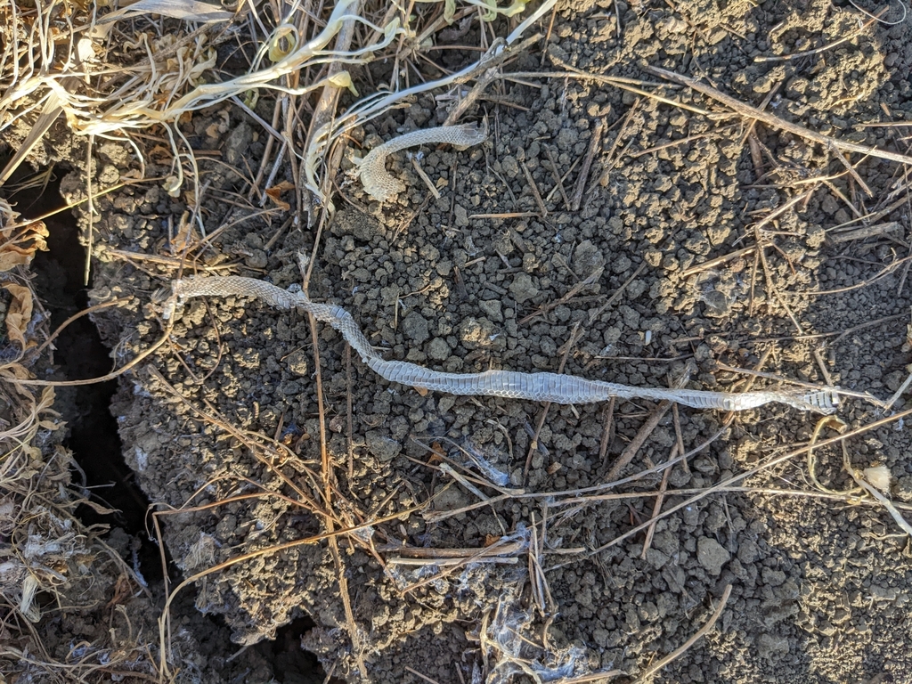 Colubrid Snakes from Ventura, CA, USA on March 22, 2022 at 09:25 AM by ...