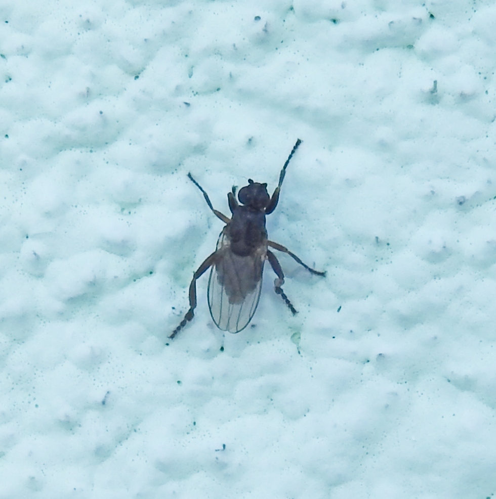 Lesser Dung Flies from Заповедный, Курская обл., Россия, 305528 on ...